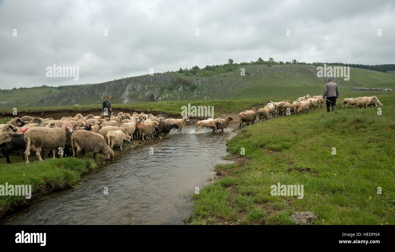 Brezovica, Serbia - May 12, 2016: Milking sheep in Brezovica on the ...