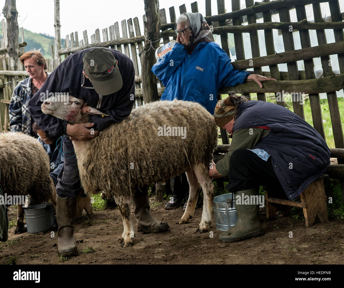 Brezovica, Serbia - May 12, 2016: Milking sheep in Brezovica on the ...