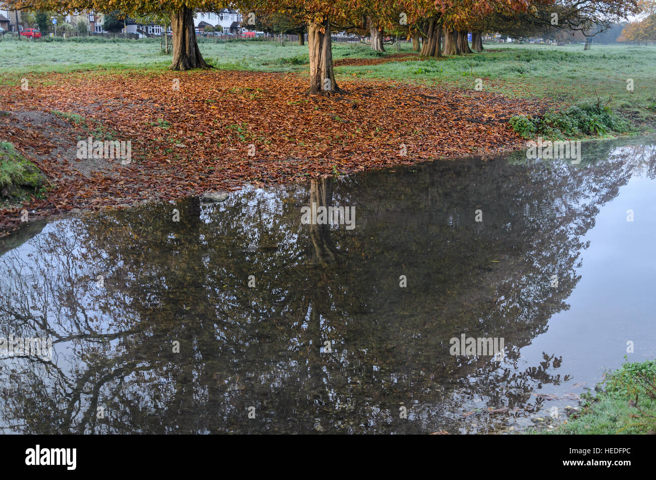 Colors and tree reflections of autumn in a forest, small river, path ...