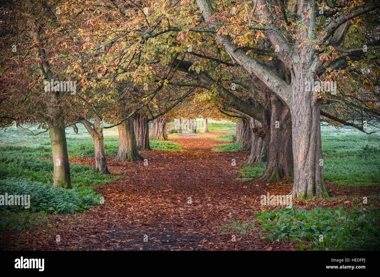 Fall forest path fallen leaves hi-res stock photography and images - Alamy