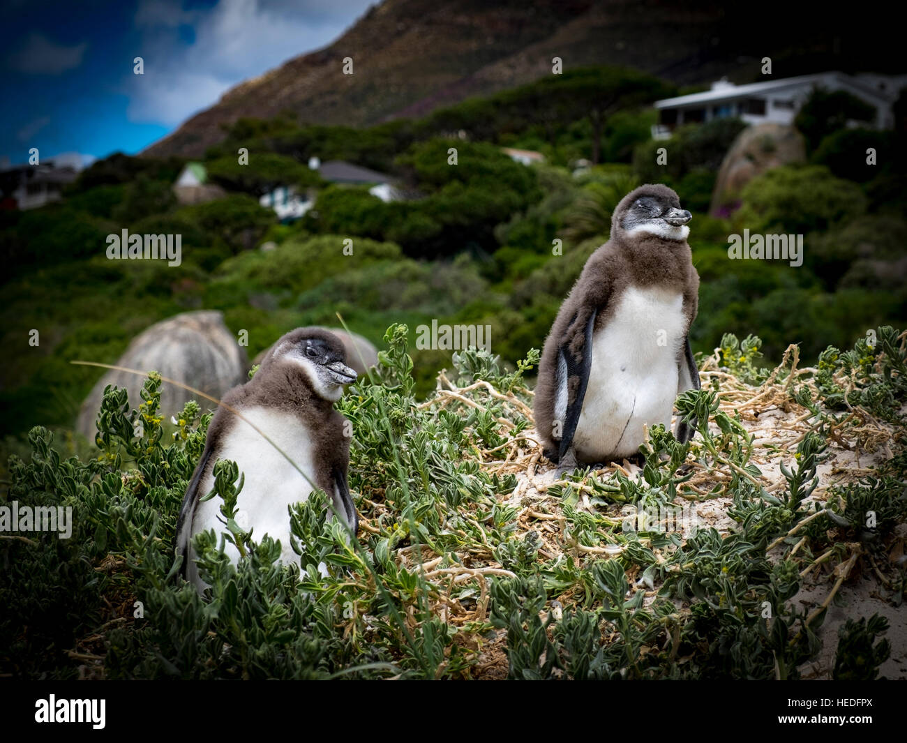 Baby African penguins at Boulders beach, Cape Town, South Africa Stock ...