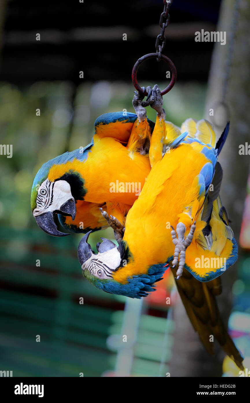 Fun photo with big beautiful macaw parrots Stock Photo - Alamy