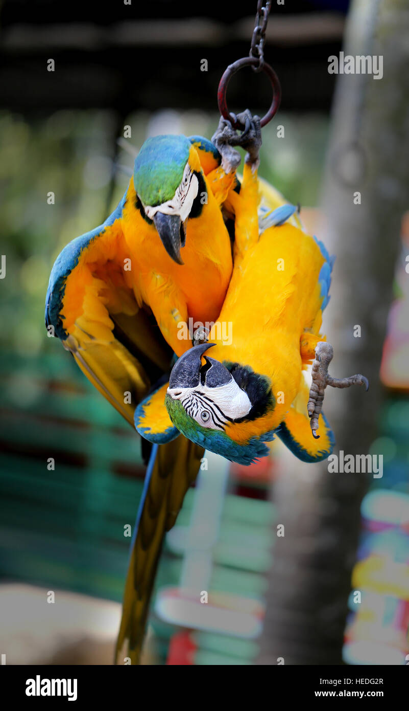 Fun photo with big beautiful macaw parrots Stock Photo - Alamy