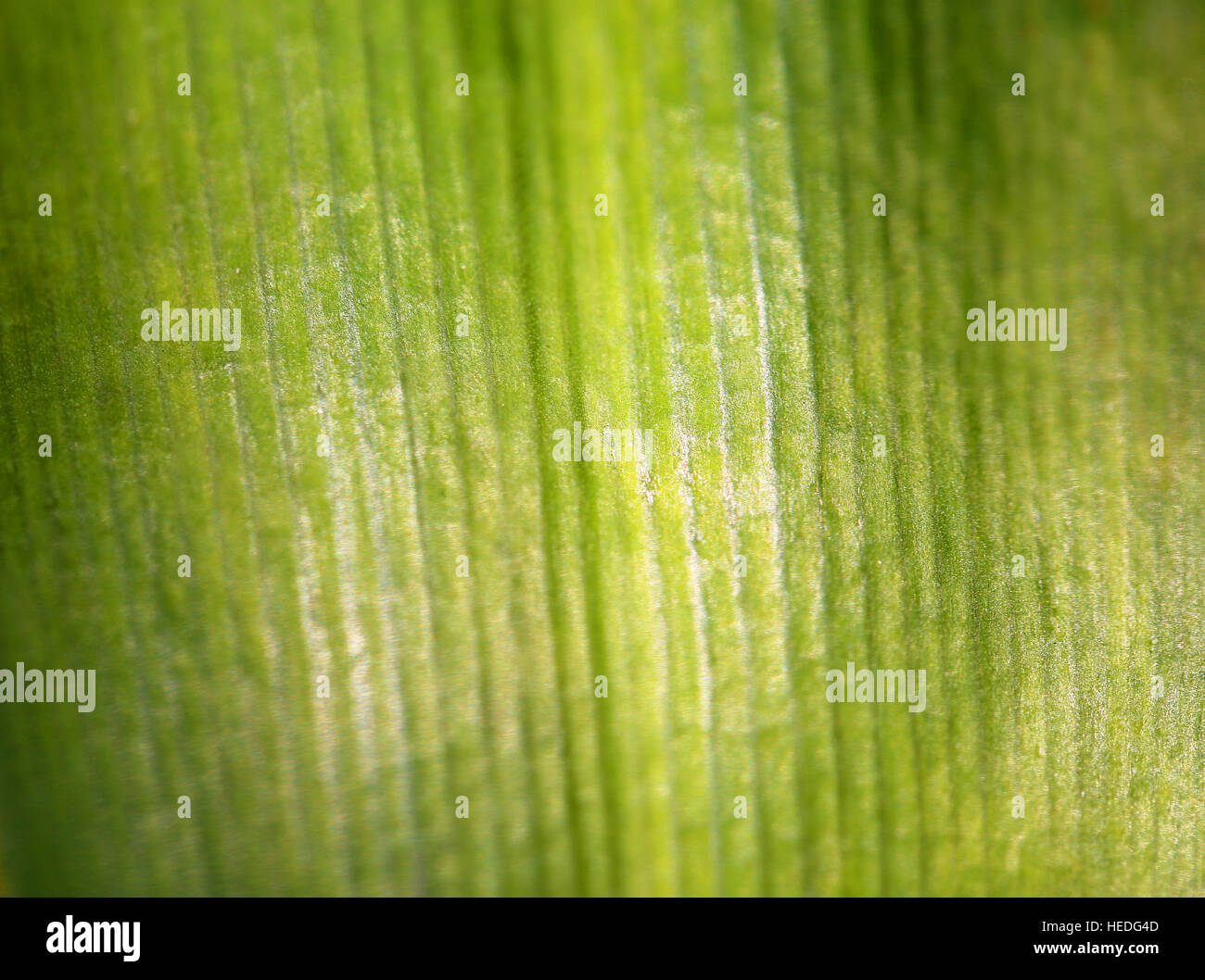 Macro photo of leaf hi-res stock photography and images - Alamy