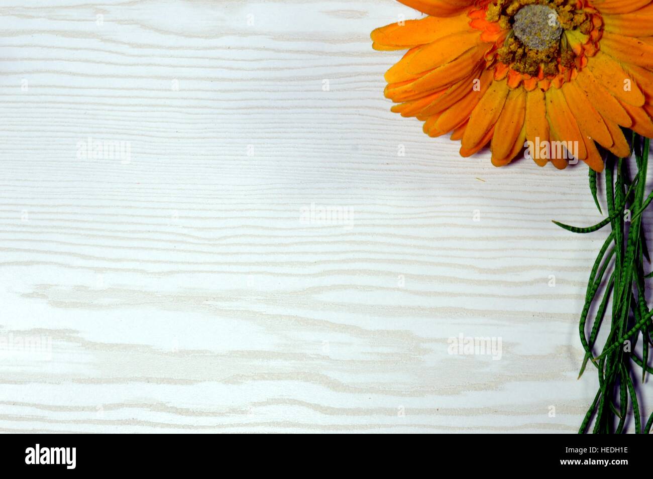 Cornflower orange flower with an ivy on a white wooden background Stock ...