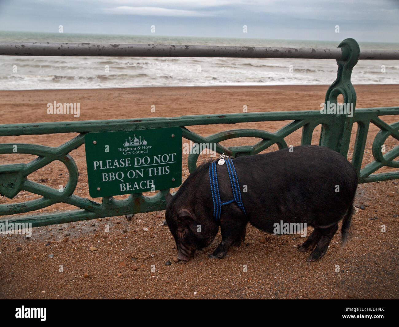 A pig, kept as a pet, is taken for a walk along the Hove seafront Stock ...