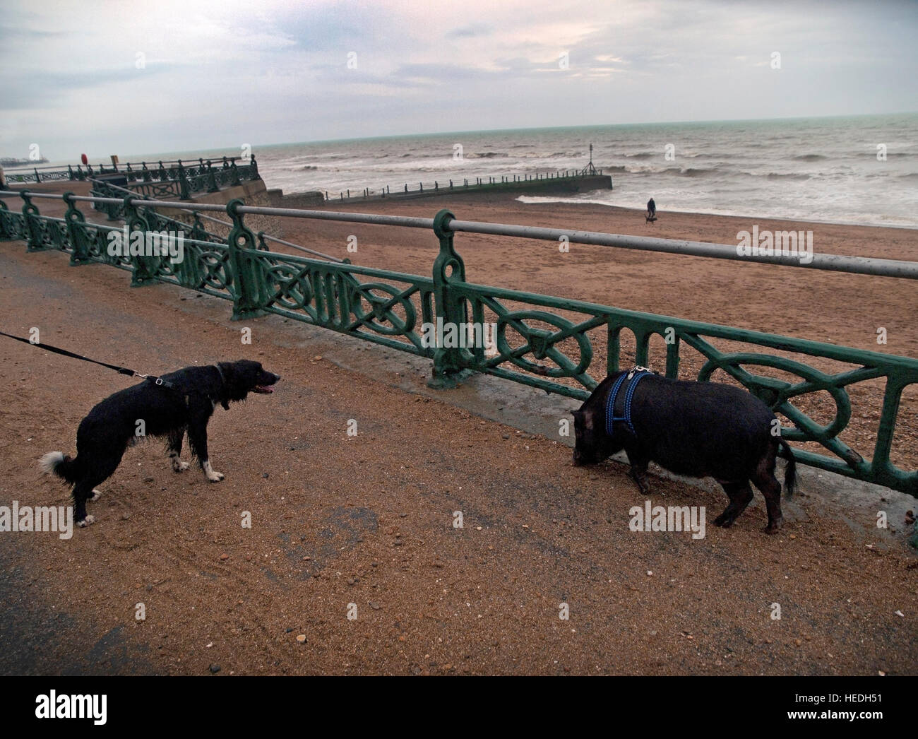 A pig, kept as a pet, is taken for a walk along the Hove seafront Stock ...