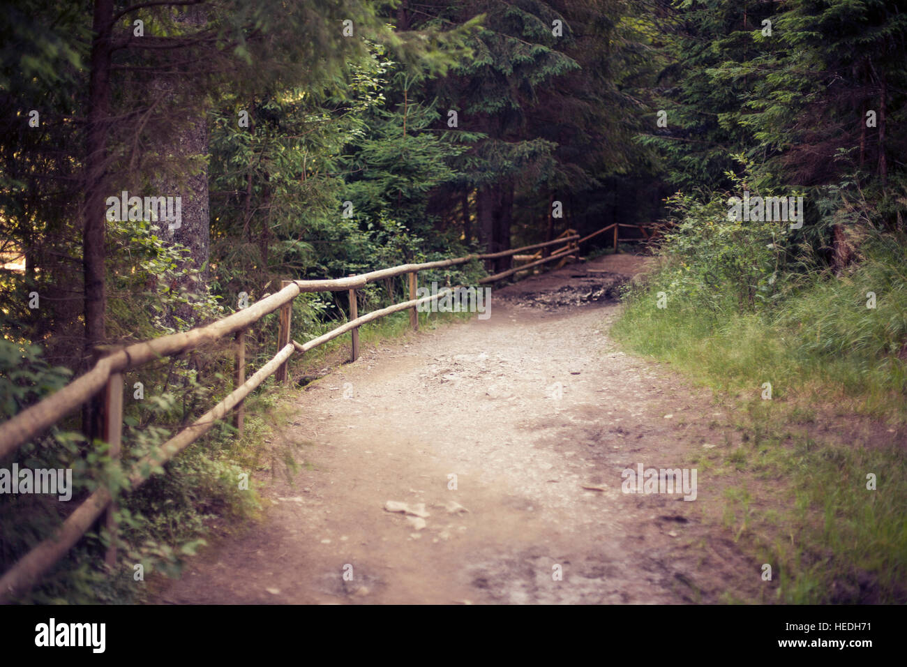 Forest road in bulgarian hi-res stock photography and images - Alamy
