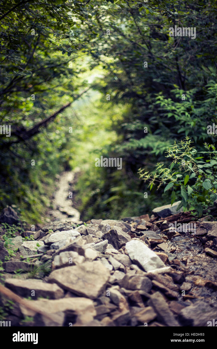 Rural nature Path in wild forest Stock Photo - Alamy