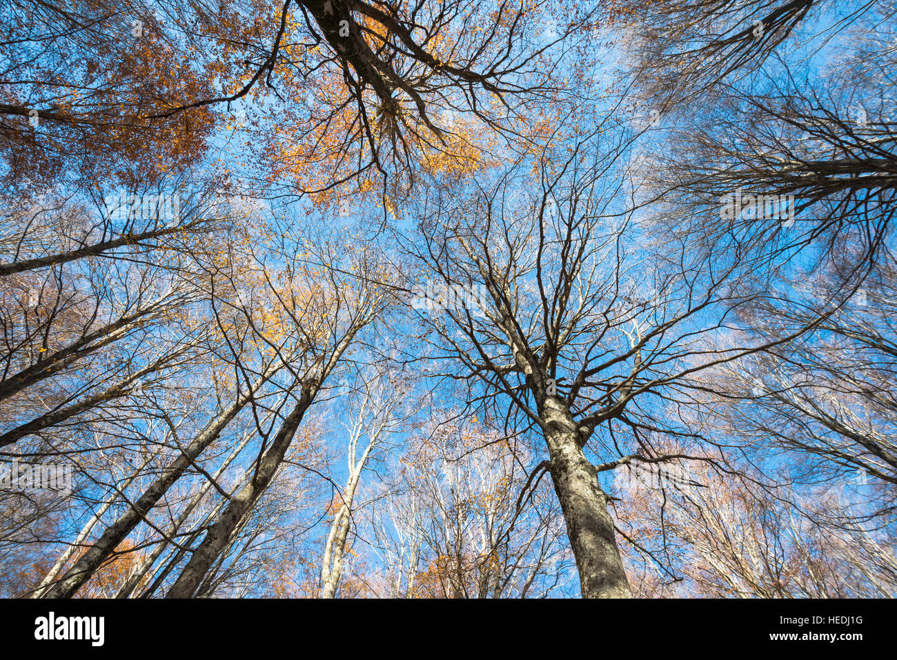 Colorful autumn treetops of a beech forest on a blue sky background ...