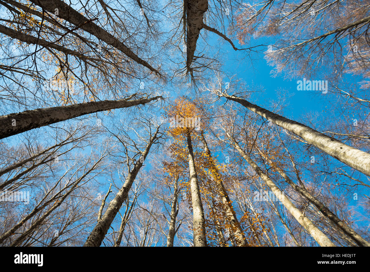 Upward perspective view of tall beech trees with colorful yellow leaves ...