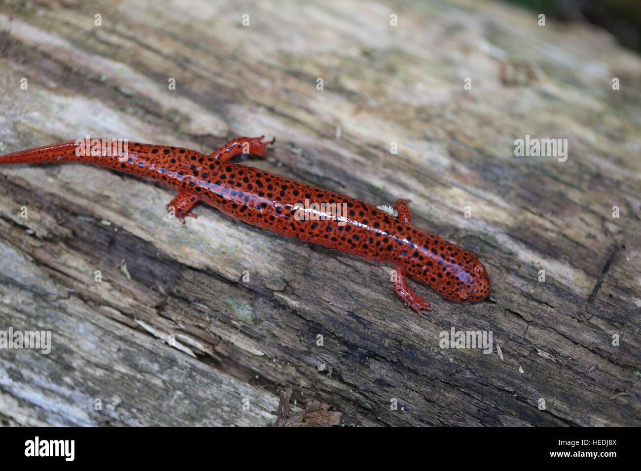 Red salamanders hi-res stock photography and images - Alamy