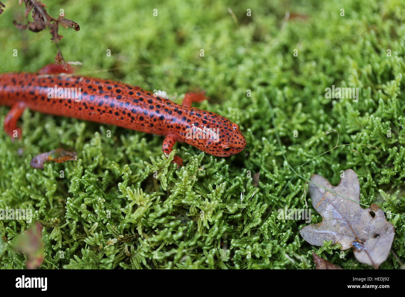 Northern Red Salamander [Pseudotriton ruber].Pennsylvania,USA Stock ...