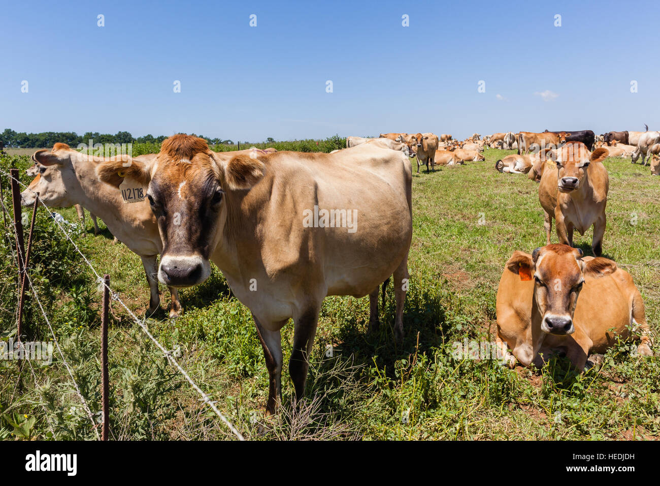 Dairy farm jersey cow animals closeup photo in farmland fields summer ...