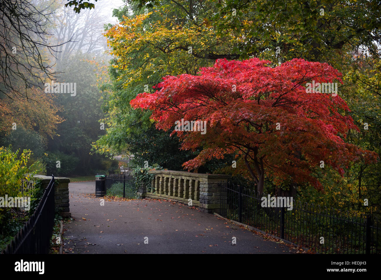 Red maple tree in the Waterlow Park, London in autumn Stock Photo - Alamy