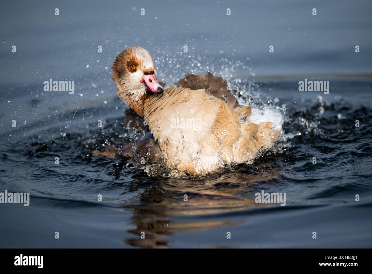 Duck splashing in water in the morning at Hyde Park, London Stock Photo ...