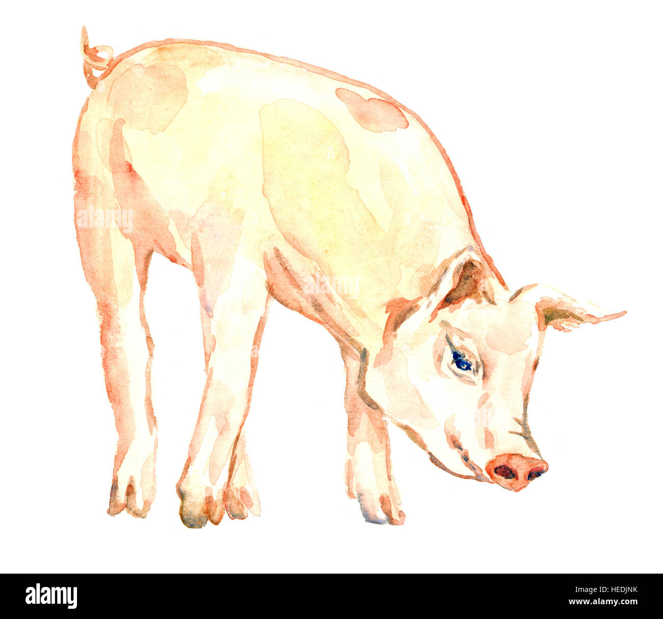 Cute pink piggy standing, isolated hand painted watercolor illustration ...