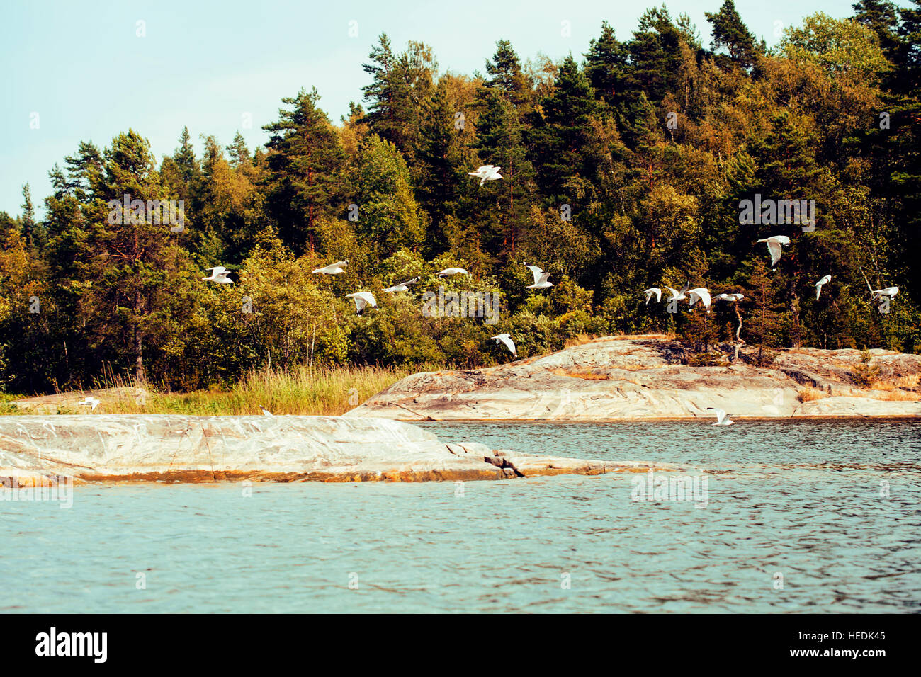 wild north nature landscape. lot of rocks on lake shore Stock Photo - Alamy