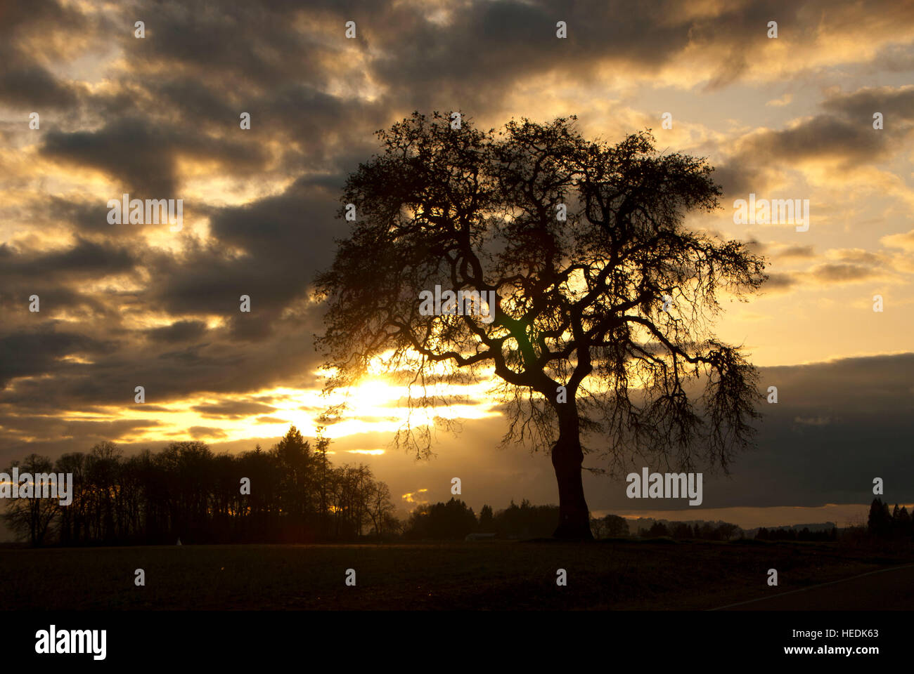 Valley oak tree sunset hi-res stock photography and images - Alamy