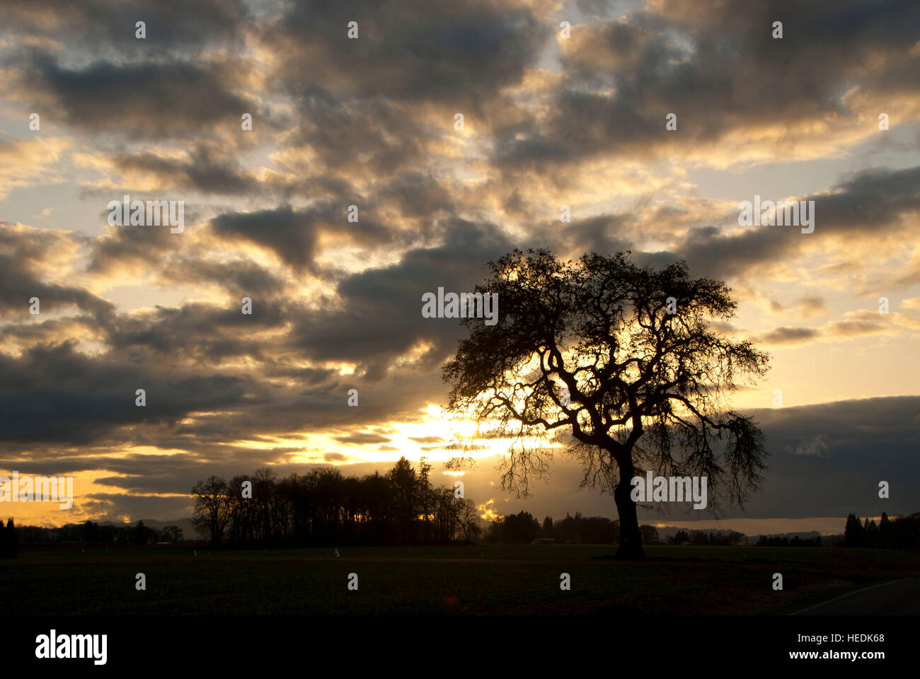 Quercus oak tree sunset silhouette hi-res stock photography and images ...