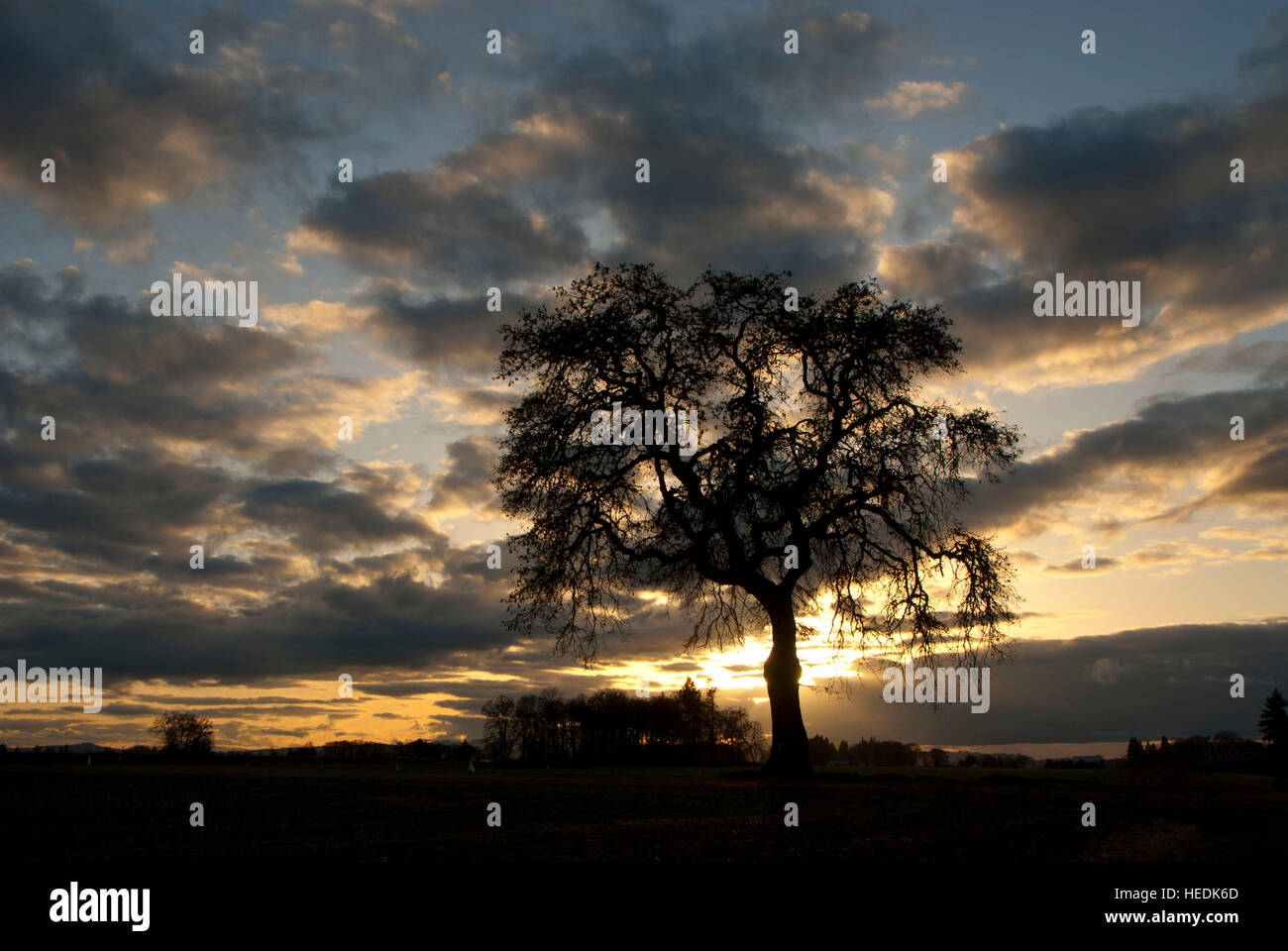 Oak sunset, Marion County, Oregon Stock Photo - Alamy