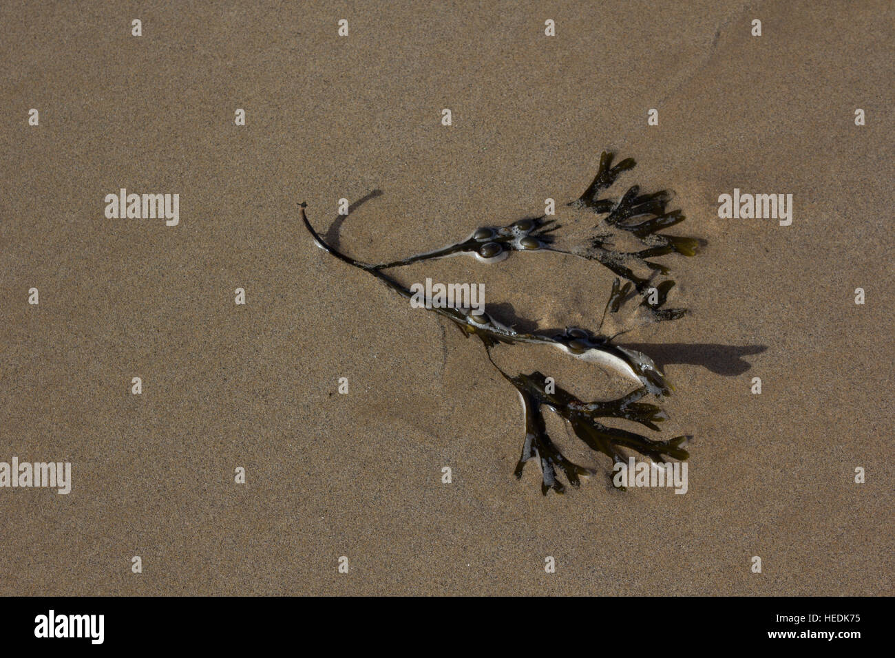 Seaweed on a beach Stock Photo - Alamy