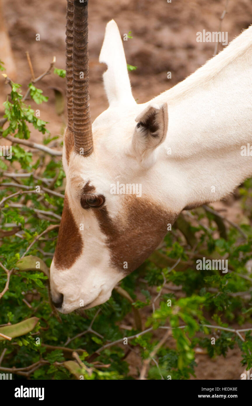 Arabian oryx (Oryx leucoryx), Gladys Porter Zoo, Brownsville, Texas ...