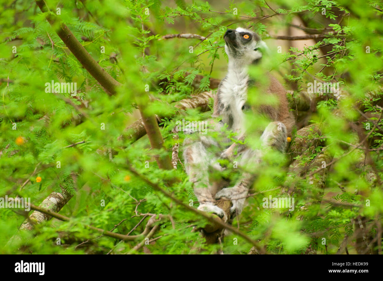 Ring-tailed lemur (Lemur catta), Gladys Porter Zoo, Brownsville, Texas ...