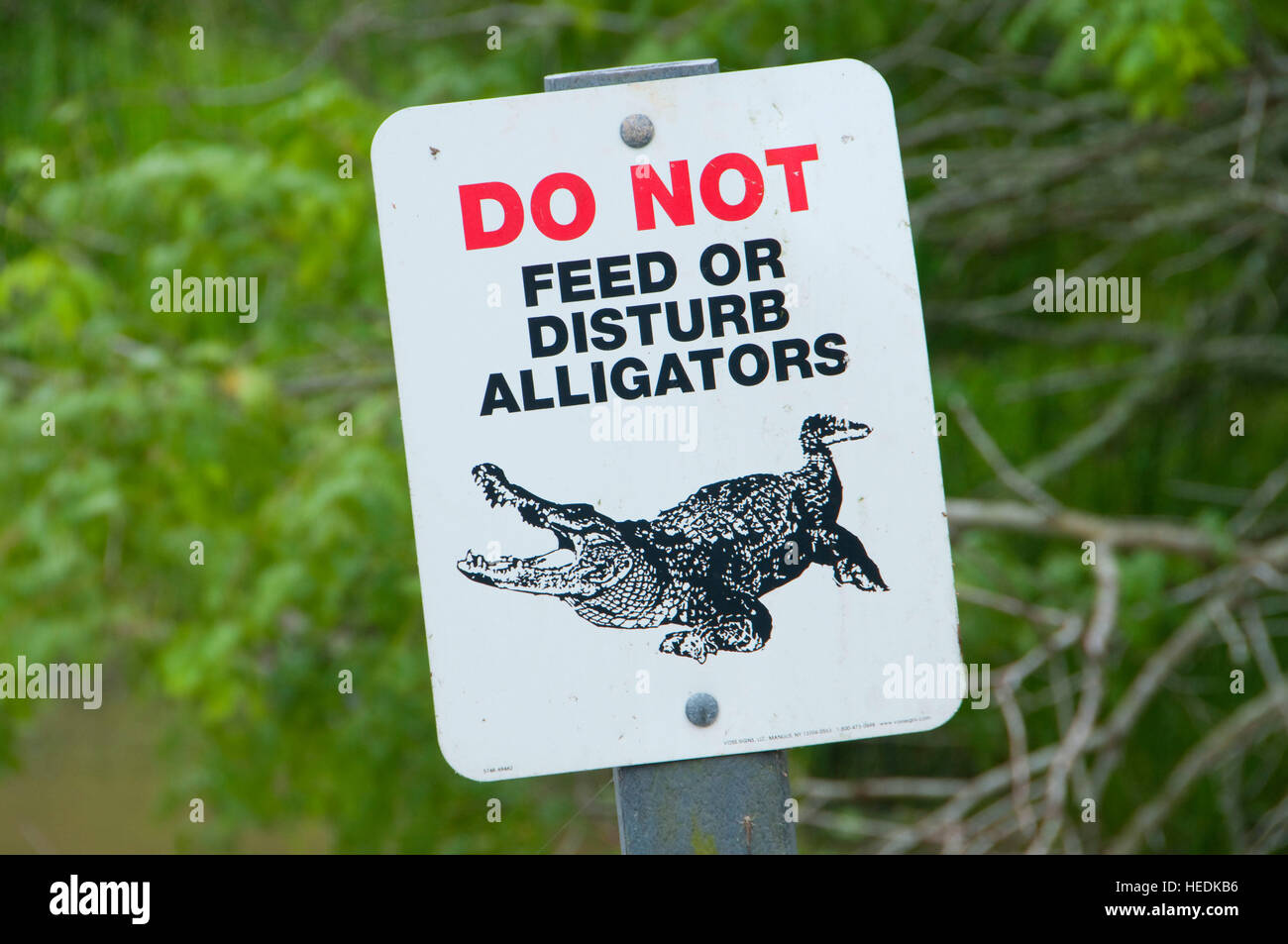 Alligator pond hi-res stock photography and images - Alamy
