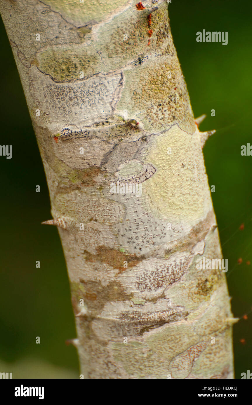 Tree trunk, Laguna Atascosa National Wildlife Refuge, Texas Stock Photo ...