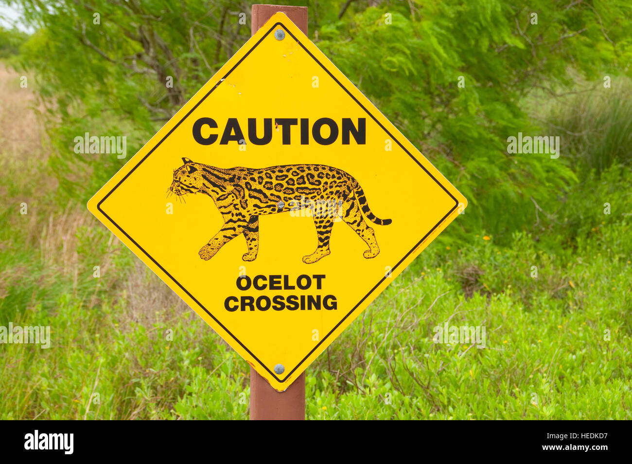 Ocelot road sign, Laguna Atascosa National Wildlife Refuge, Texas Stock ...