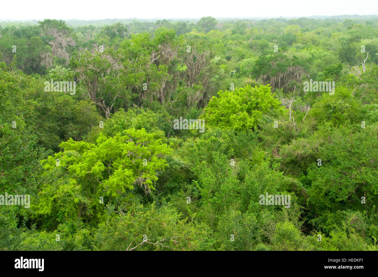 Tower Overlook view, Santa Ana National Wildlife Refuge, Texas Stock ...