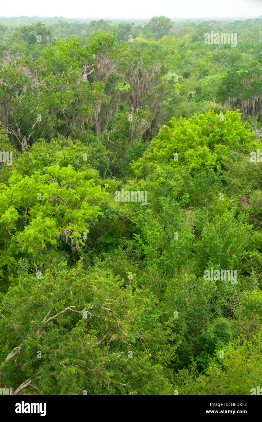 Tower Overlook view, Santa Ana National Wildlife Refuge, Texas Stock ...