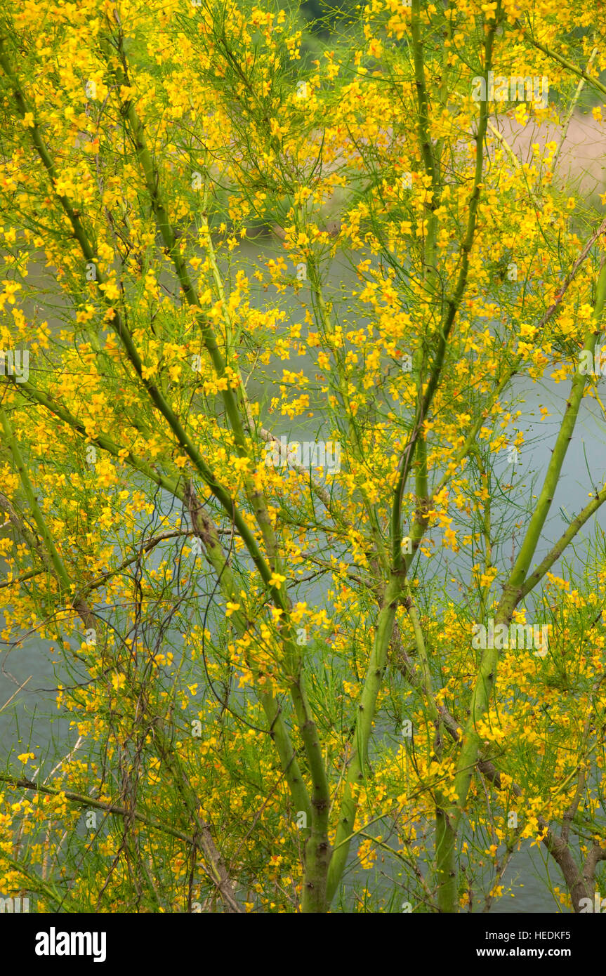 Rio grande valley hi-res stock photography and images - Alamy