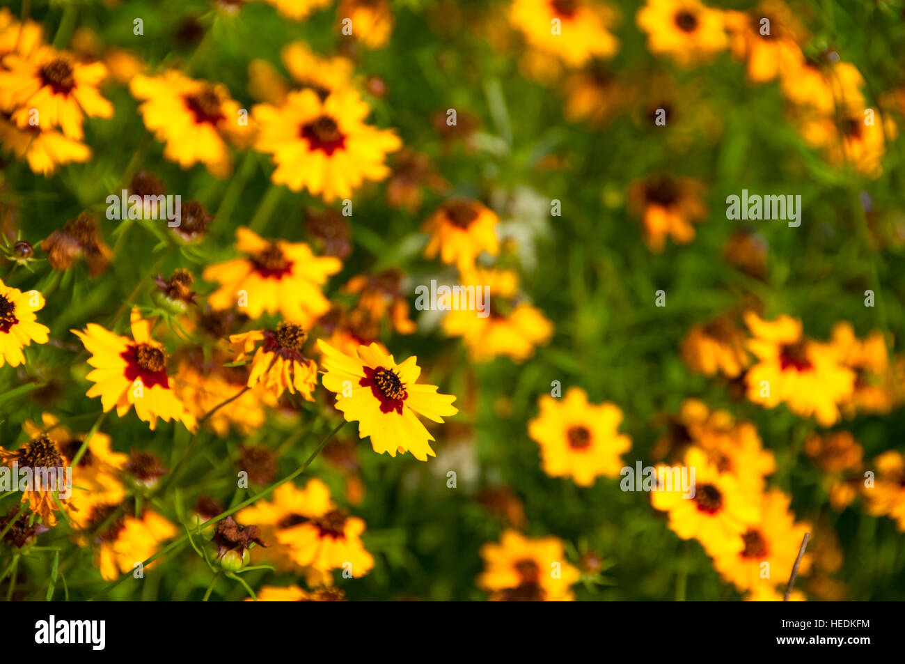 Live oak county hi-res stock photography and images - Alamy
