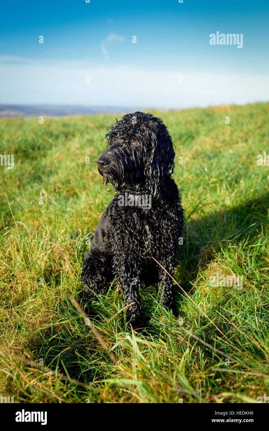 Cockapoo ,Male black dog Stock Photo - Alamy