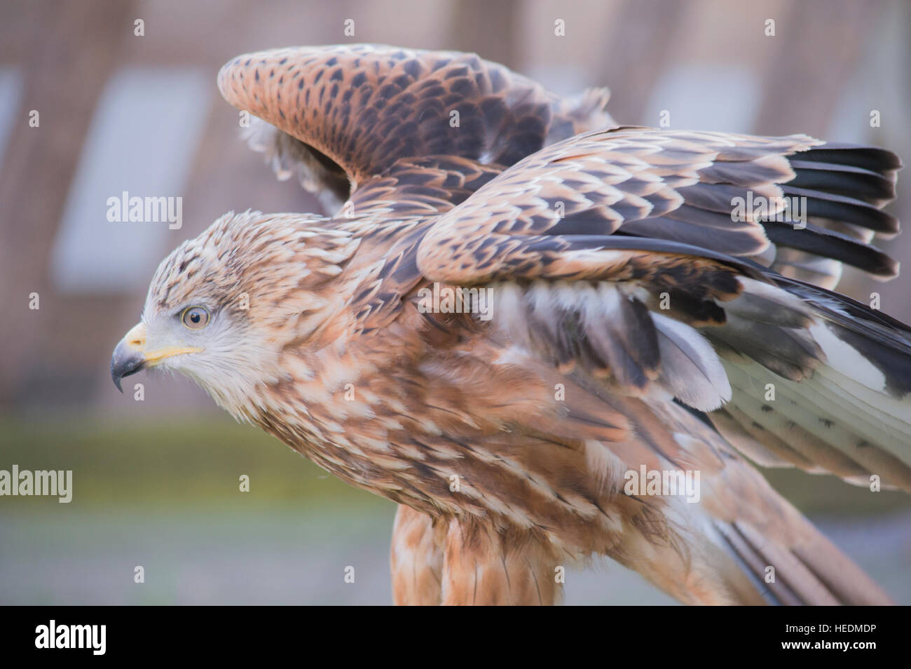 hawk bird of prey Stock Photo - Alamy