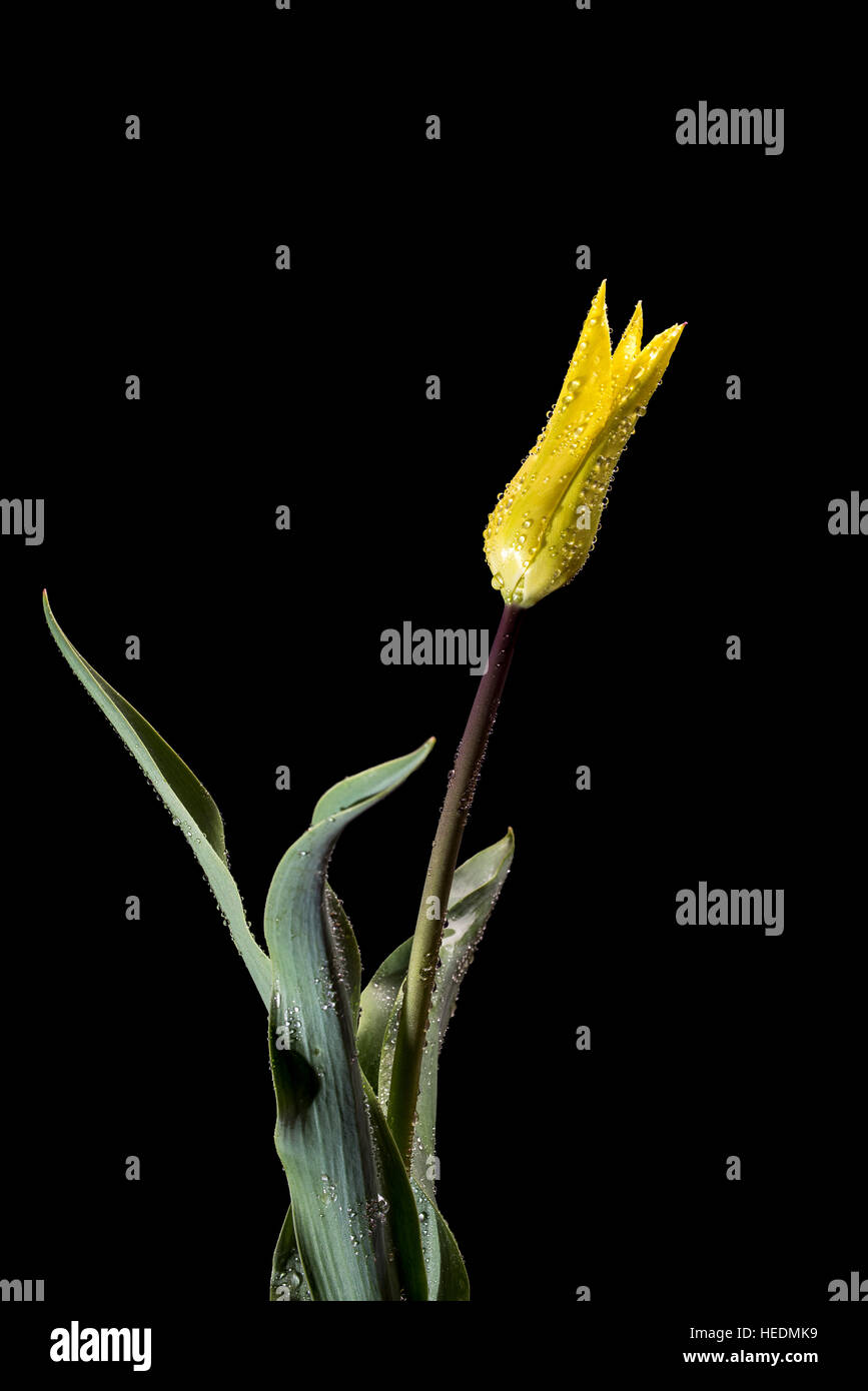 Lilly type tulip "West Point Stock Photo - Alamy