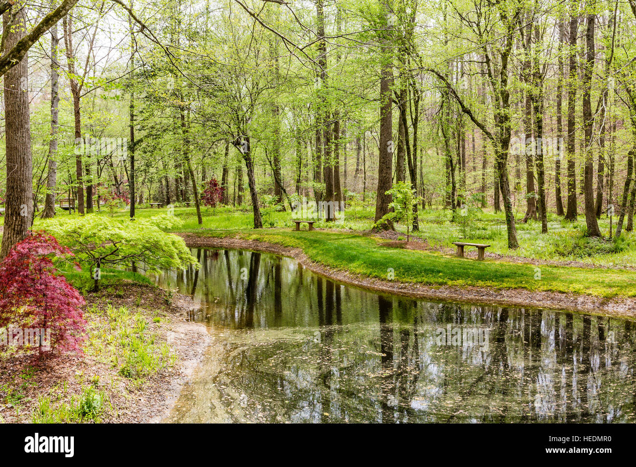 Lake in Spring Forest with Red Maple Stock Photo - Alamy