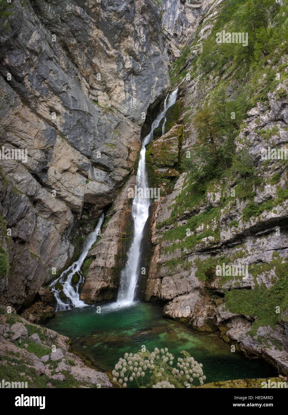 Savica fall and its surrounding forest, Slovenia Stock Photo - Alamy