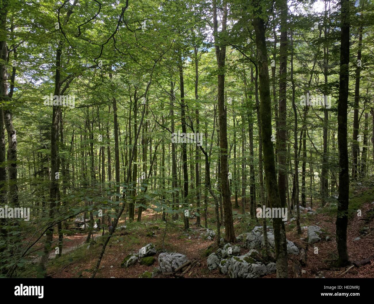Savica fall and its surrounding forest, Slovenia Stock Photo - Alamy