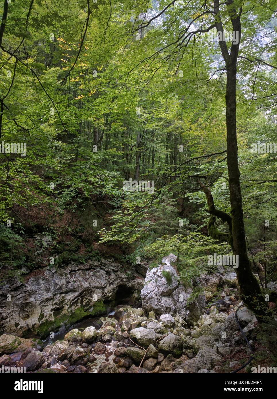 Savica fall and its surrounding forest, Slovenia Stock Photo - Alamy