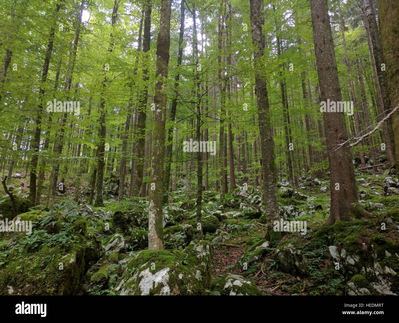 Savica fall and its surrounding forest, Slovenia Stock Photo - Alamy