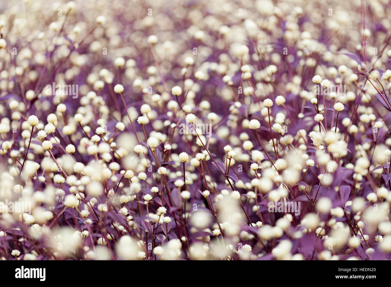 Heather seed hi-res stock photography and images - Alamy