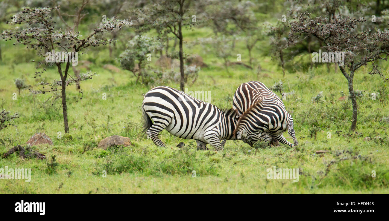 Two males biting each hi-res stock photography and images - Alamy