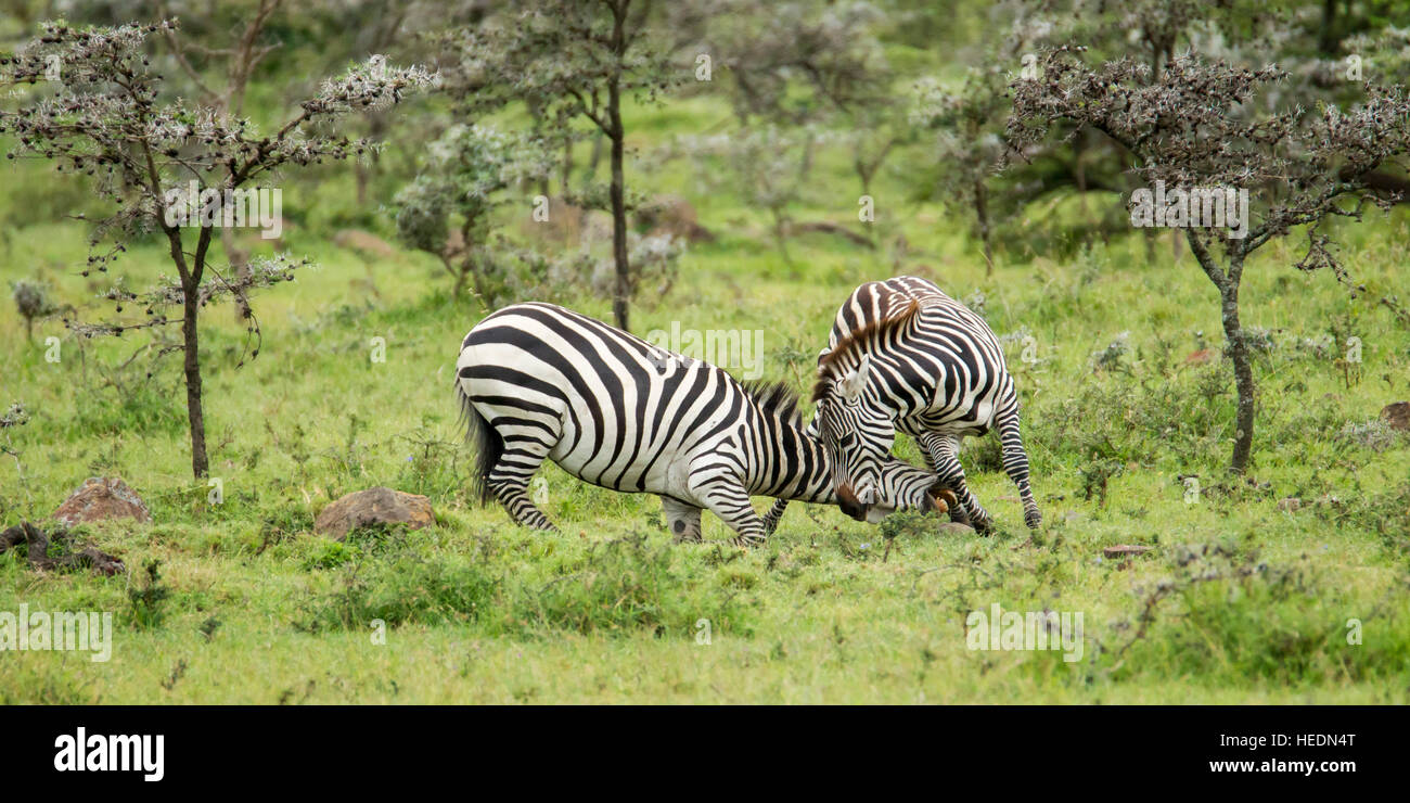 Animal heads biting hi-res stock photography and images - Alamy
