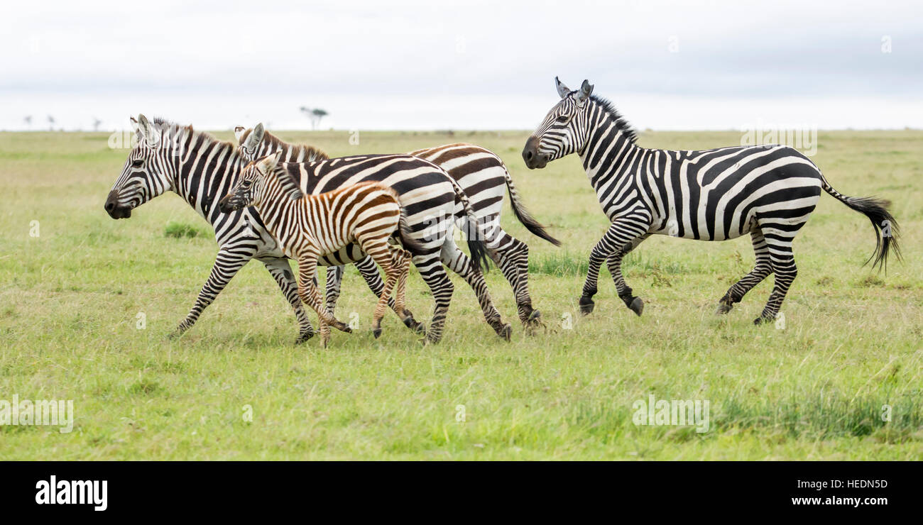 Plains or Common zebra, a group running across, Mara Naboisho ...