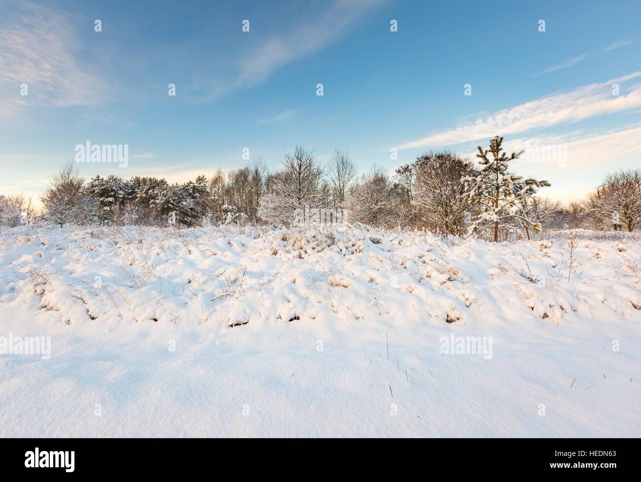 Beautiful winter field and trees landscape. Snow covered polish ...