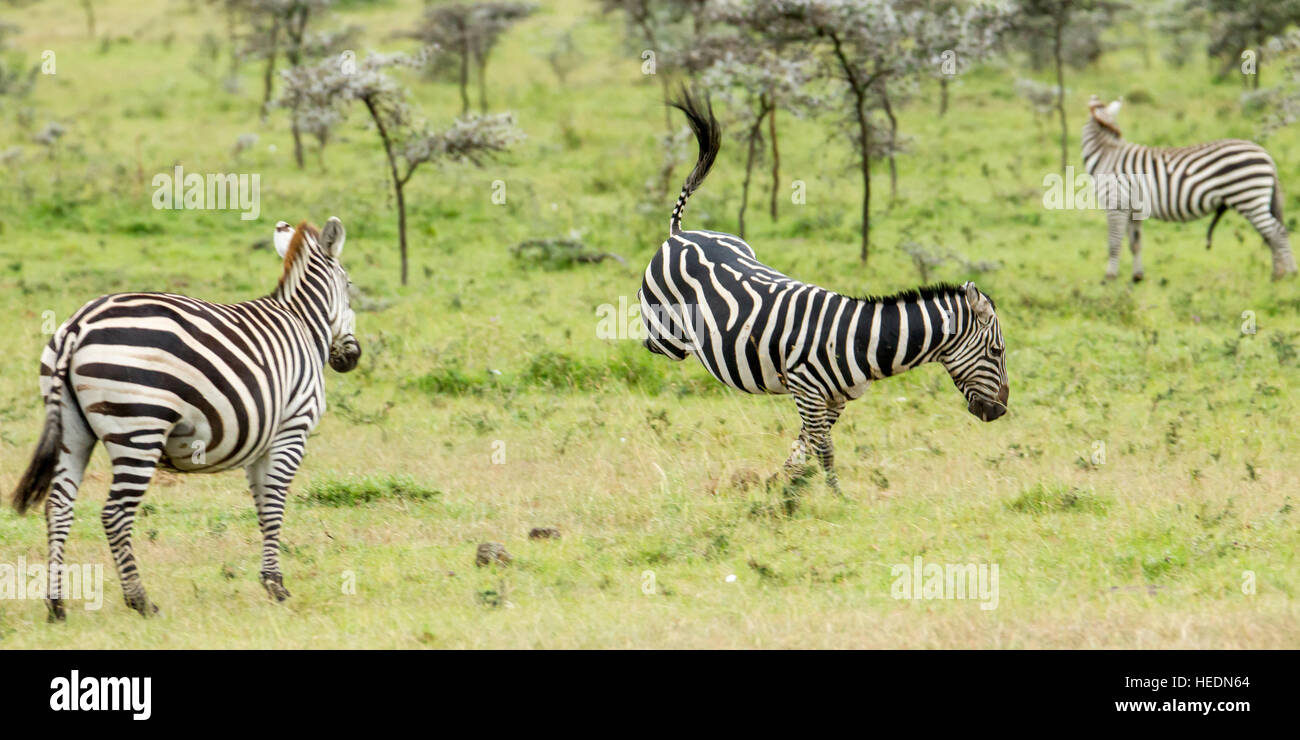 Africa Zebra Jump High Resolution Stock Photography and Images - Alamy