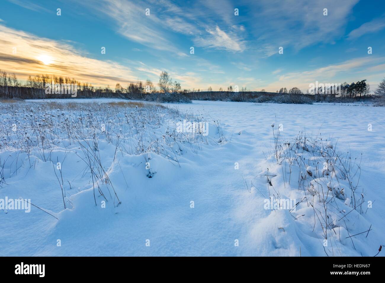 Beautiful winter field and trees landscape. Snow covered polish ...